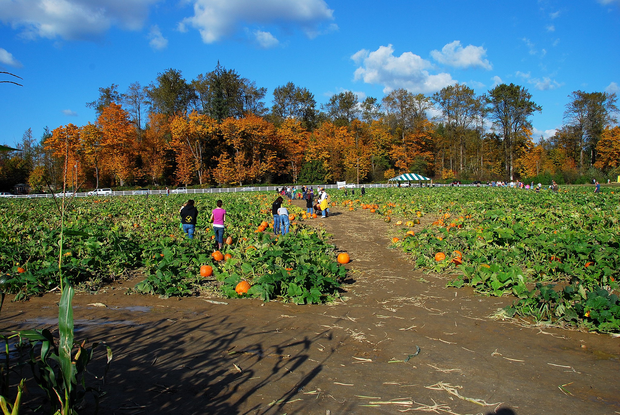 Carnation Roofers | Three Tree Roofing - Best Roofing in Carnation